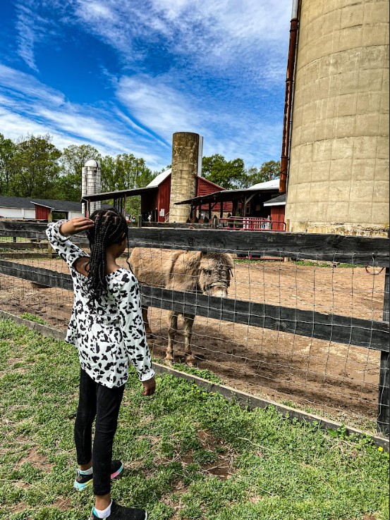 A Day Trip to Braehead Farm – Kids, Quarantine, and Me