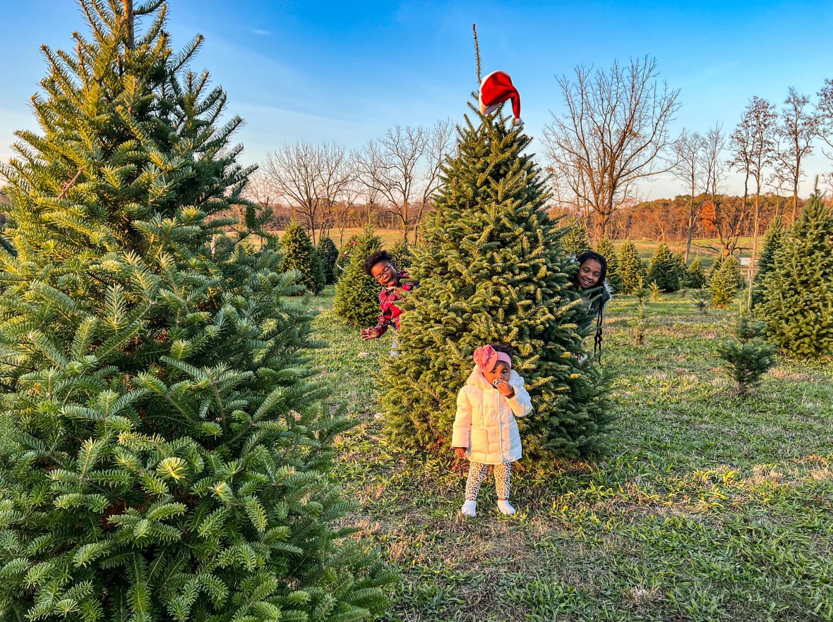 20 Christmas Tree Farms Near Me in Virginia – Kids, Quarantine, and Me