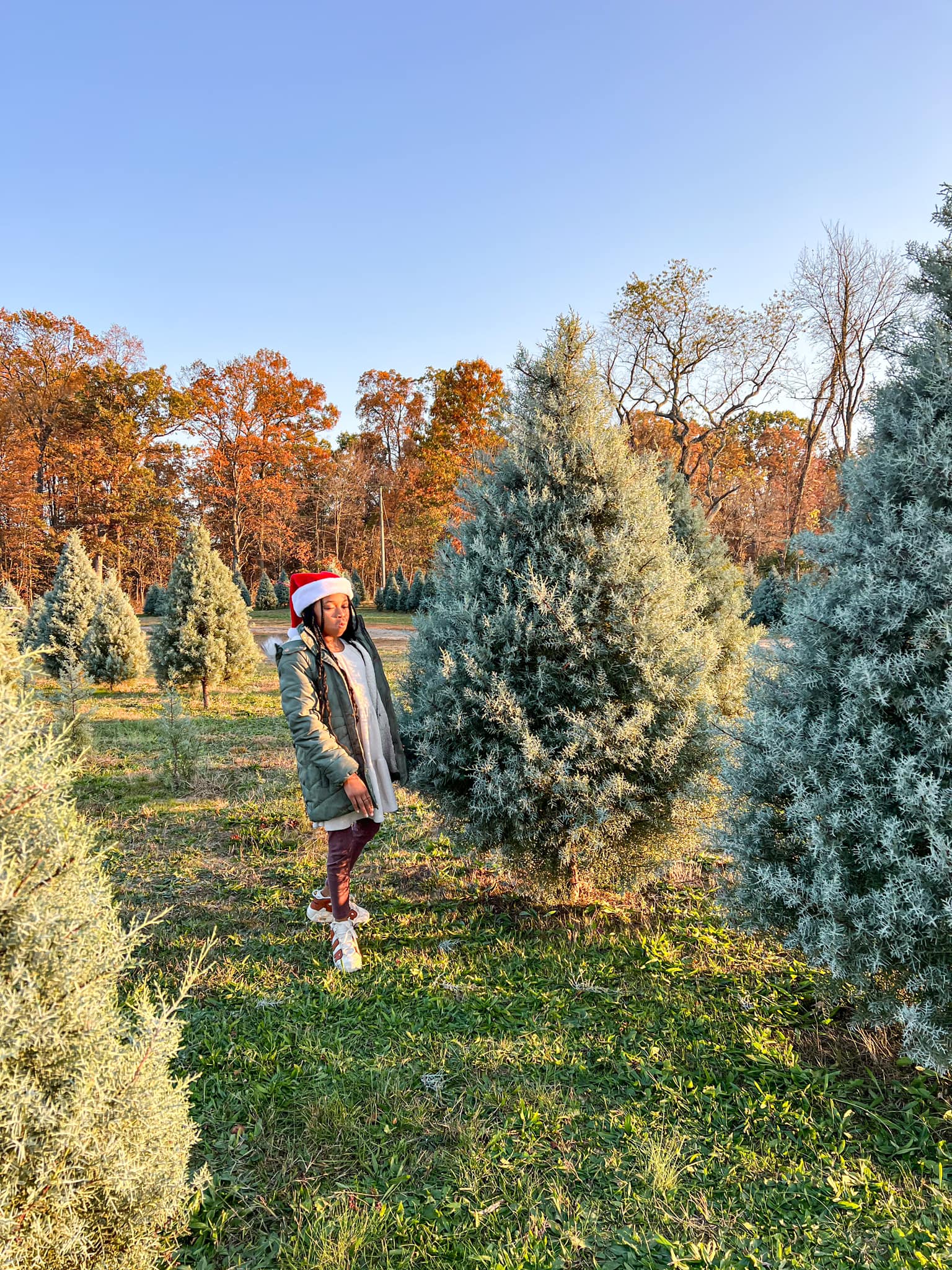 20 Christmas Tree Farms Near Me in Virginia